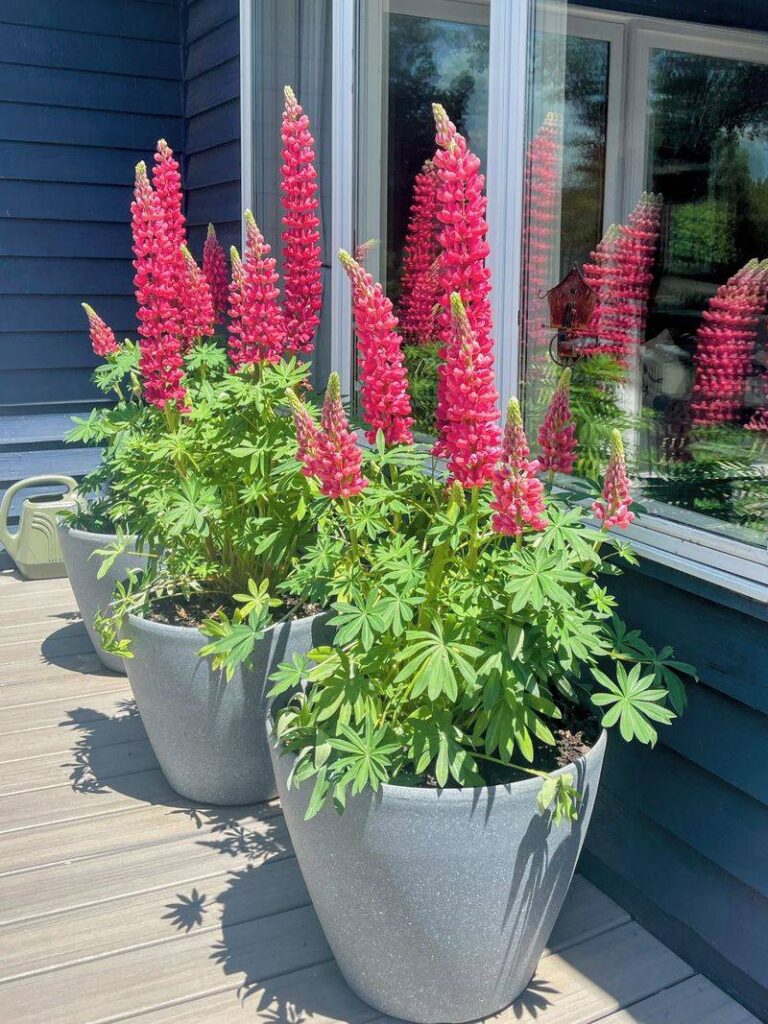 26 Stunning Perennial Flowers Made for Pots Plus 10 That Need Almost No ...