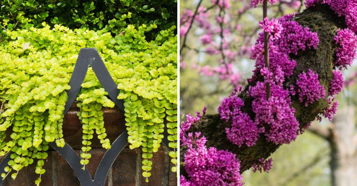 Ditch These Common Plants - Grow These Better Ones Instead - Complete ...