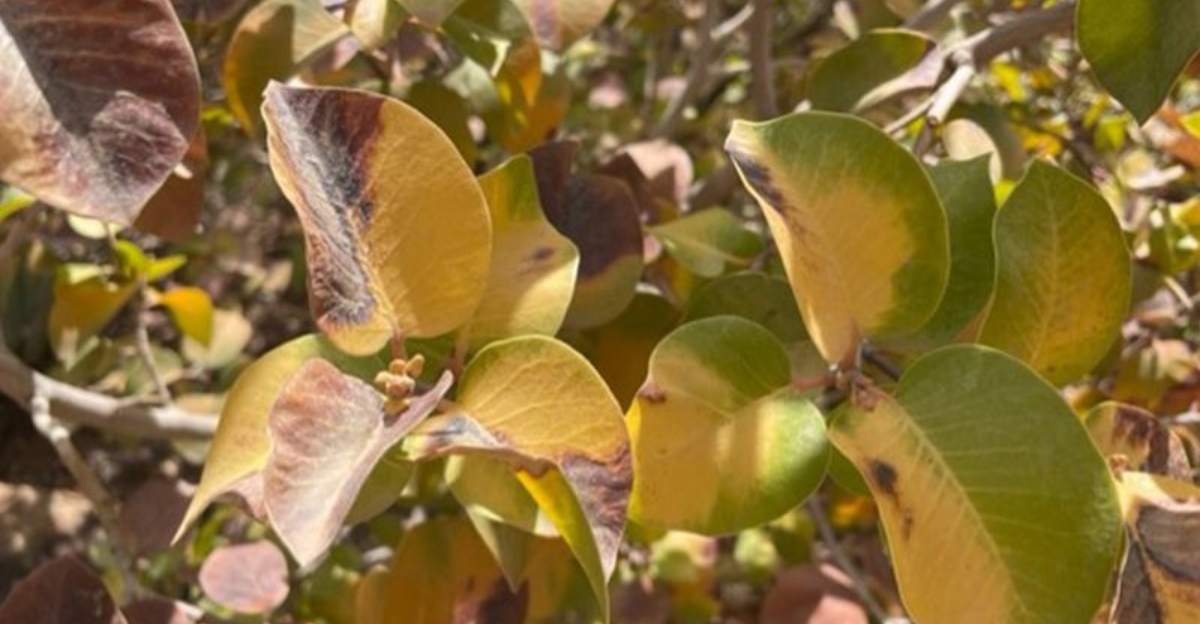 Don’t Ignore Brown Tips on Leaves – 15 Causes You Never Saw Coming ...