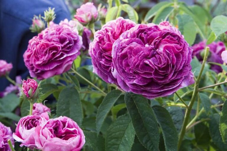 22 Breathtaking Roses Hidden From the Average Gardener - Complete Gardening