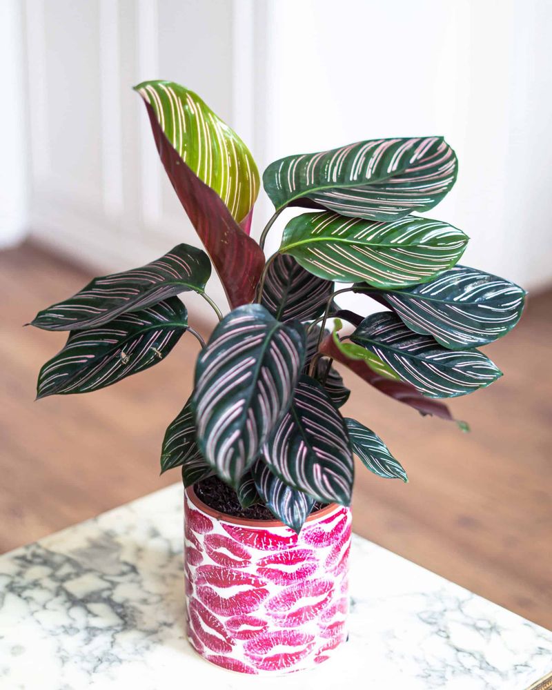 15 Pink/Red-Striped Houseplants That Are Almost Too Beautiful to Be ...