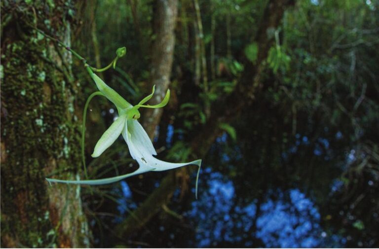 30 Exotic Plants From Deep Jungles That Will Blow Your Mind - Complete ...