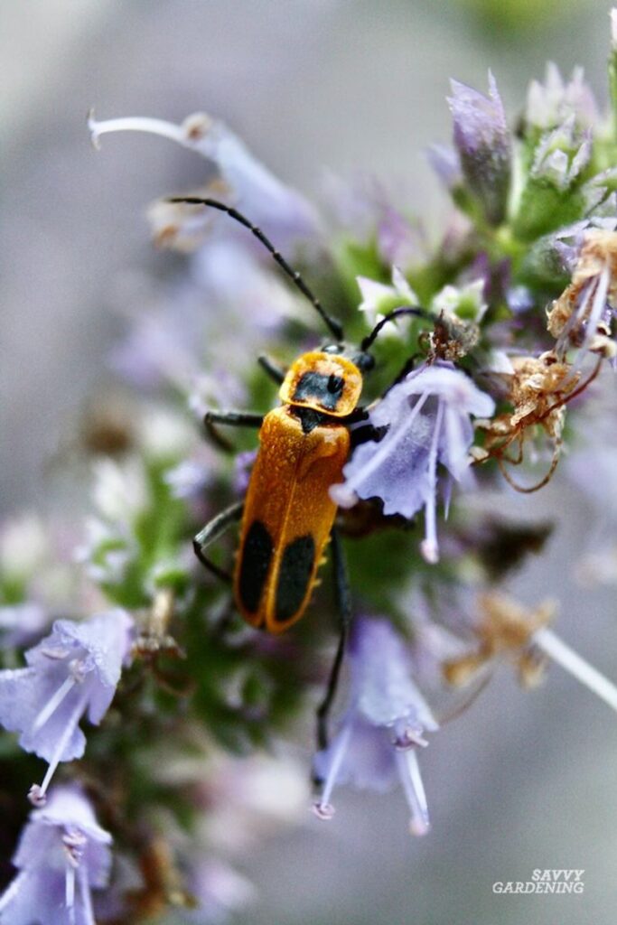 15 Must-Have Beneficial Insects That Will Transform Your Garden Forever ...