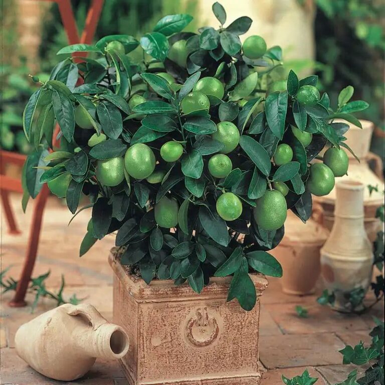 25 Small Fruit Trees That Produce Big Harvests in Tiny Spaces ...