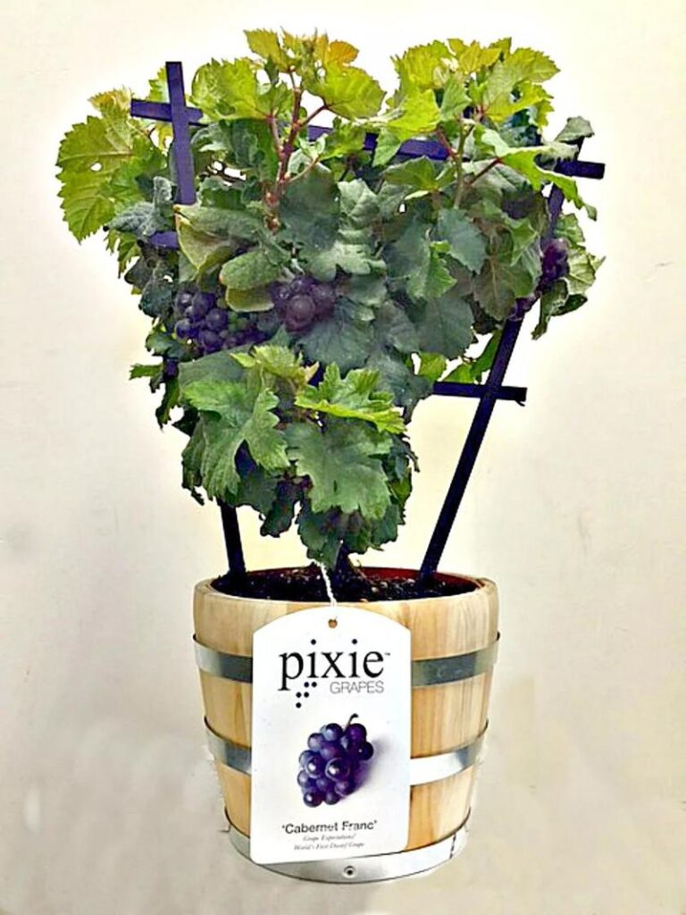 25 Small Fruit Trees That Produce Big Harvests in Tiny Spaces ...