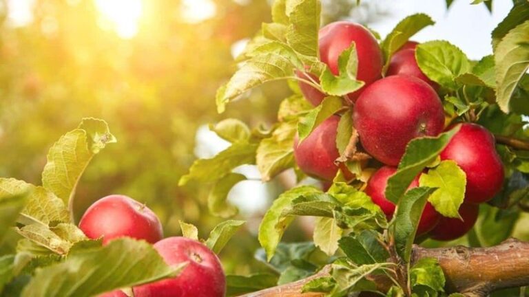 25 Small Fruit Trees That Produce Big Harvests in Tiny Spaces ...