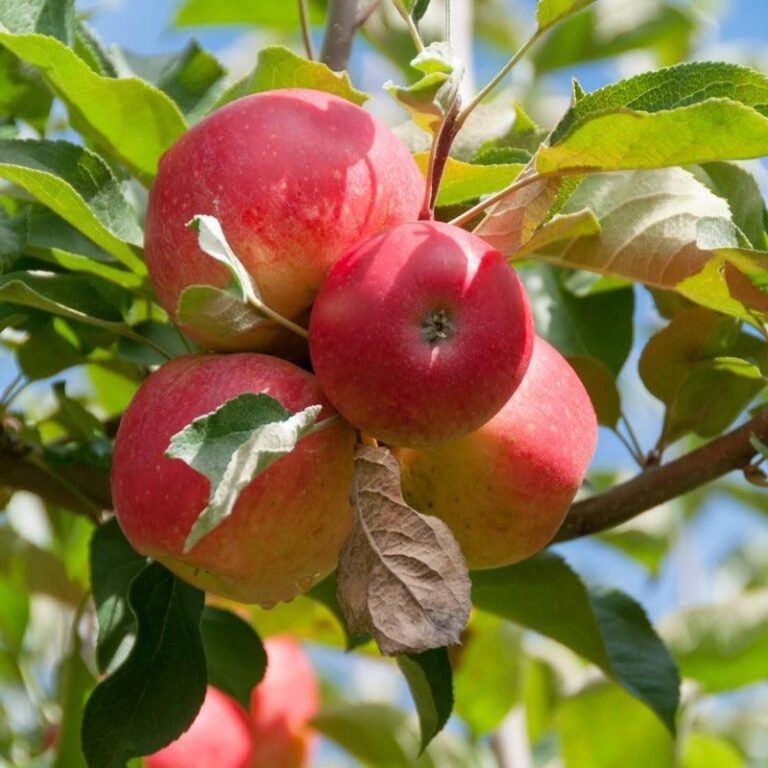 25 Small Fruit Trees That Produce Big Harvests in Tiny Spaces ...