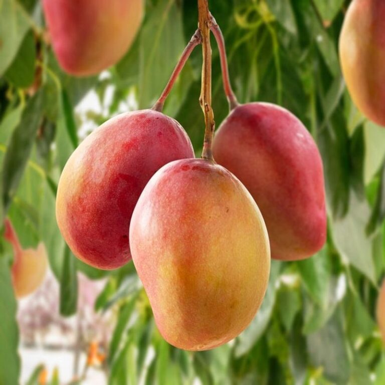 25 Small Fruit Trees That Produce Big Harvests in Tiny Spaces ...