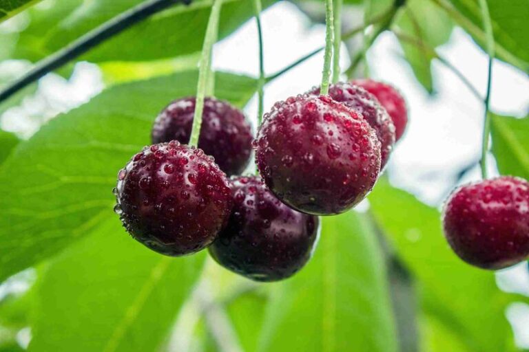 25 Small Fruit Trees That Produce Big Harvests in Tiny Spaces ...