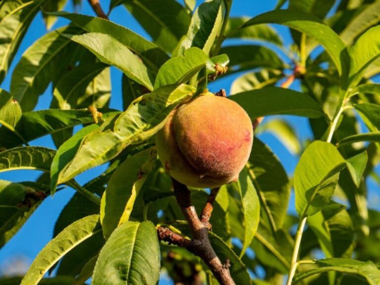 25 Small Fruit Trees That Produce Big Harvests in Tiny Spaces ...