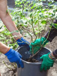 17 Must Know Early Spring Tips To Help Your Roses Bloom Beautifully