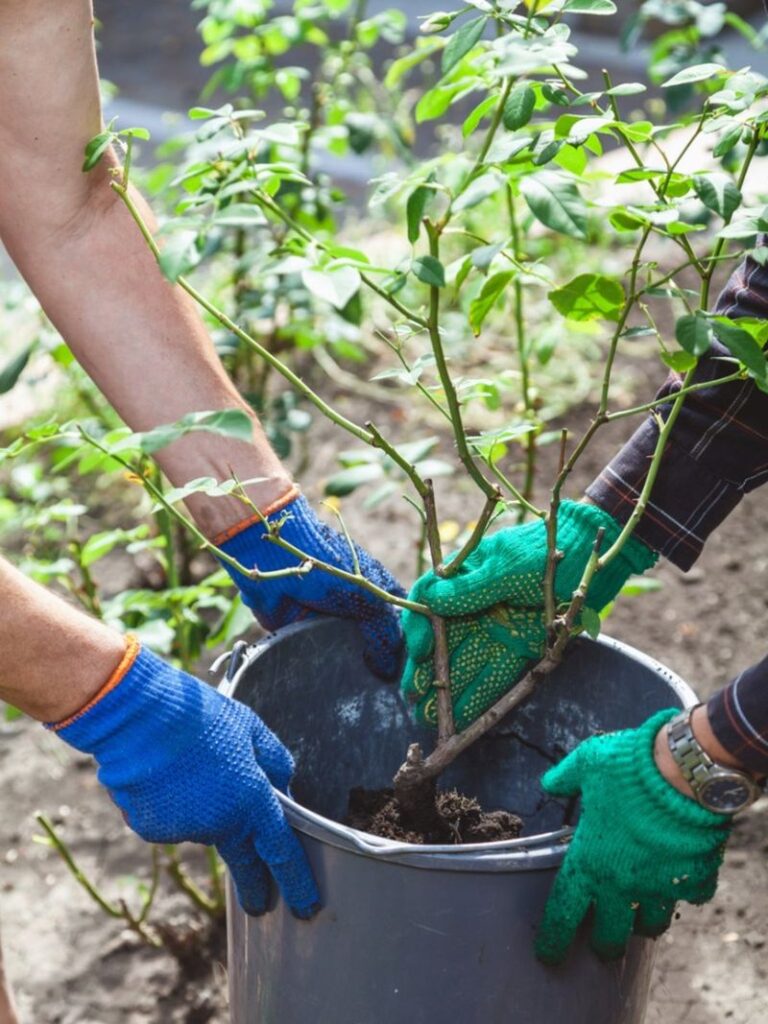 17 Must Know Early Spring Tips To Help Your Roses Bloom Beautifully