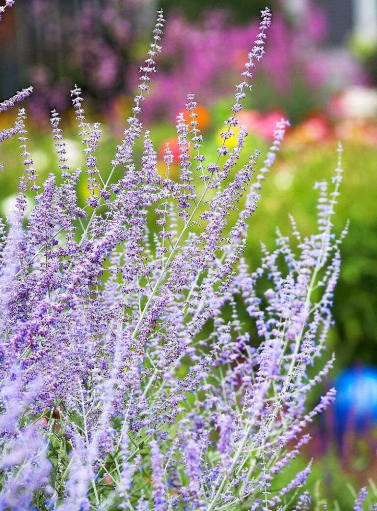 19 Of The Longest-Flowering Perennials – These Varieties Will Add Color ...