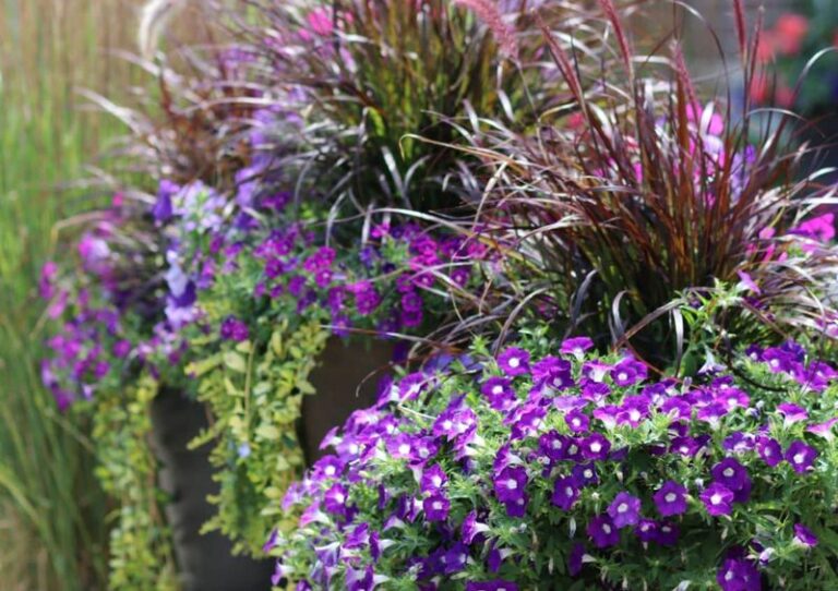 25 Foolproof Container Combos That Thrive Anywhere - Complete Gardening