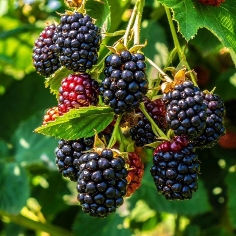 13 Native Berry Bushes That Taste Amazing – And Are Shockingly Easy to ...