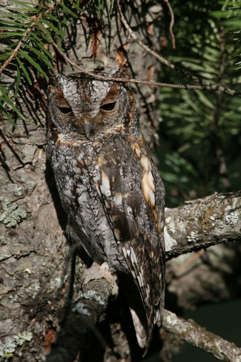 Meet the Owls of North America: 14 Fascinating Species to Know - Complete Gardening