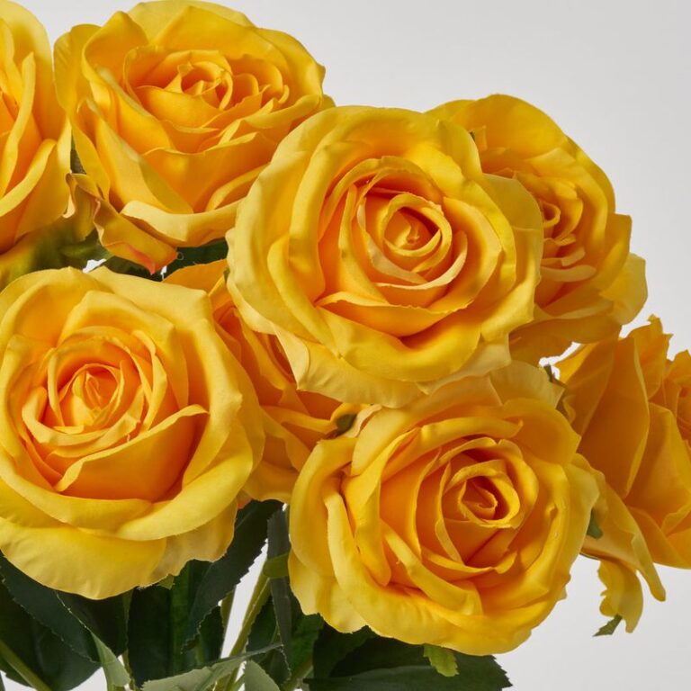 22 Breathtaking Roses Hidden From the Average Gardener - Complete Gardening