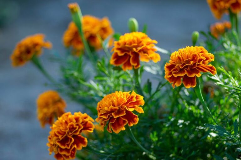 14 Powerful Plants That Naturally Repel Rats from Your Home and Garden ...