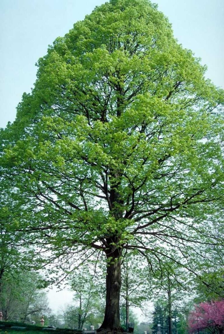 15 Trees Most Likely to Be Struck by Lightning (Yet People Still Plant ...