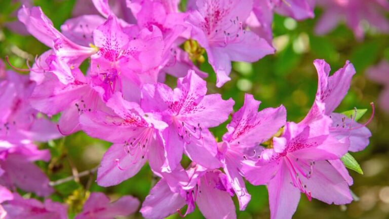 Stop Killing Your Azaleas! 15 Mistakes You Might Be Making (And How to ...