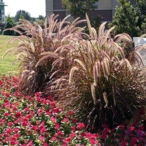 35 Gorgeous Plants That Will Instantly Transform Your Fence Line ...