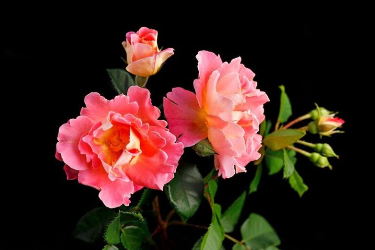 How and When to Prune Knock Out Roses for Stunning Blooms All Season ...