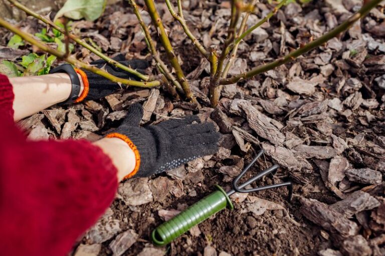 17 Must-Know Early Spring Tips to Help Your Roses Bloom Beautifully ...