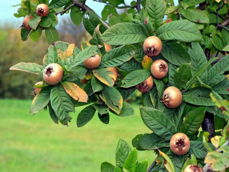 18 Resilient Fruit Trees Perfect for Hot, Dry Climates - Complete Gardening