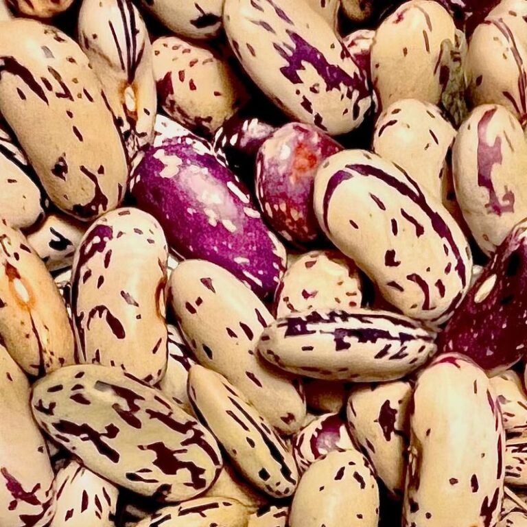 25 Amazing Bean Varieties Packed with Flavor and Health Benefits ...