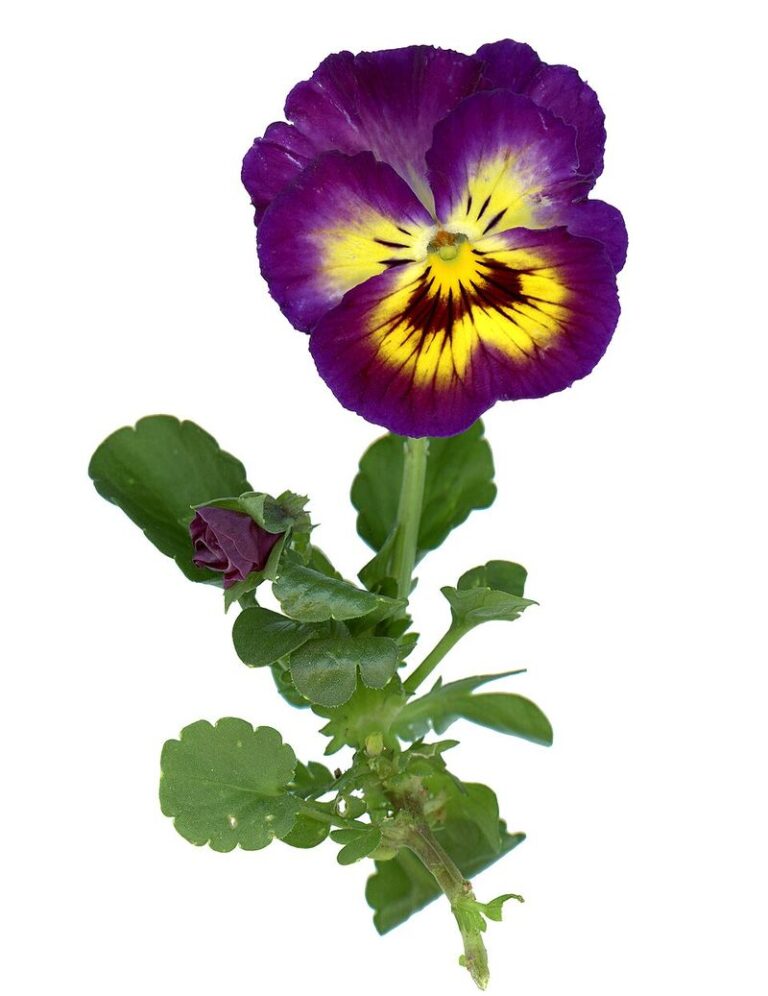 12 Easy Ways to Tell Pansies and Violas Apart - Complete Gardening