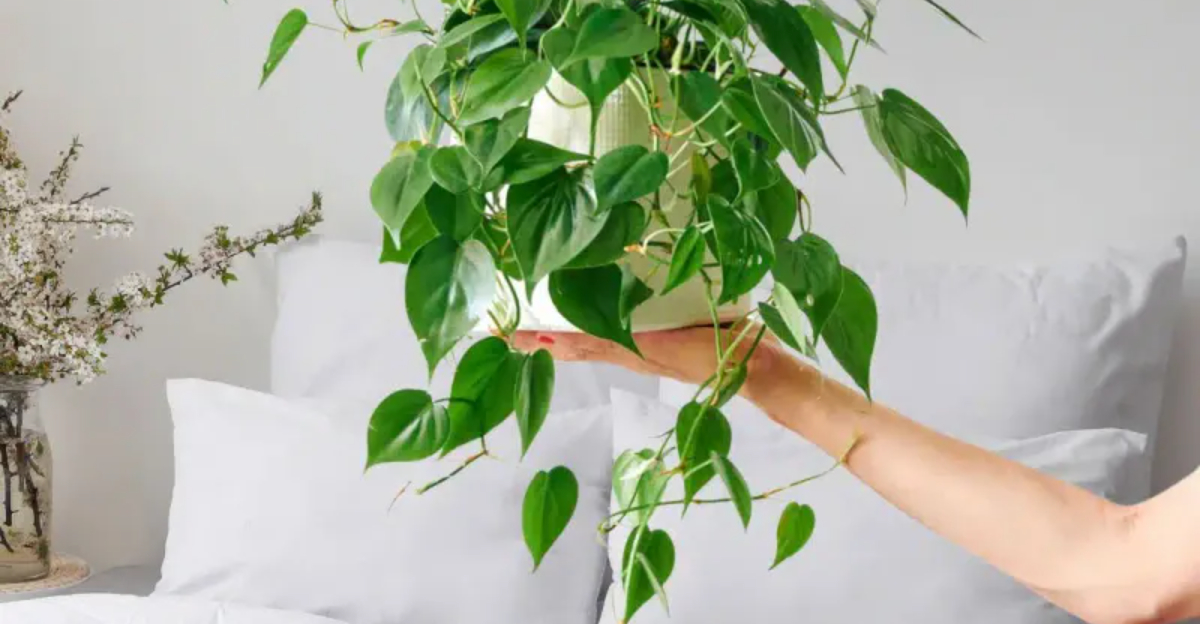 Forget Melatonin—These 20 Plants Are Nature’s Answer to Better Sleep ...