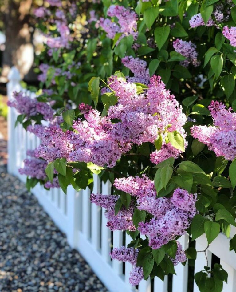 35 Gorgeous Plants That Will Instantly Transform Your Fence Line ...