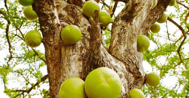 Fruits Without Eaters: Plants Left Behind by Extinct Animals - Complete ...