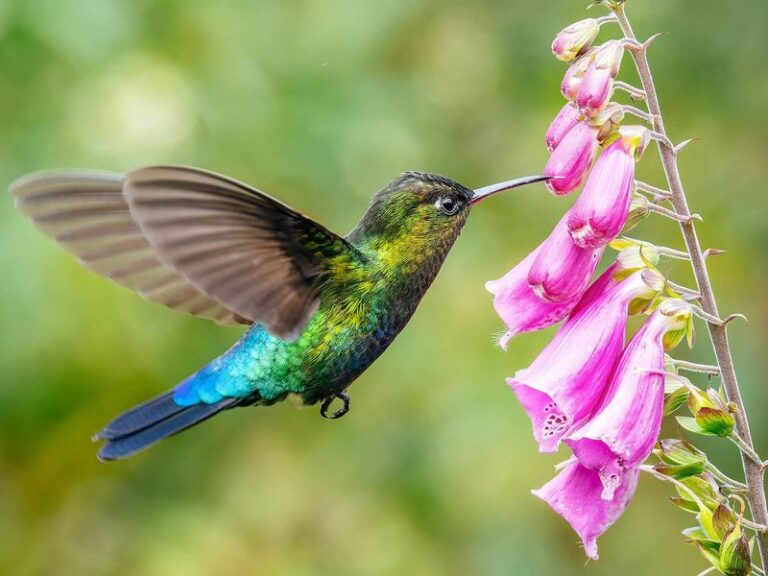Top 12 Tubular Flowers That Hummingbirds Absolutely Love - Complete ...