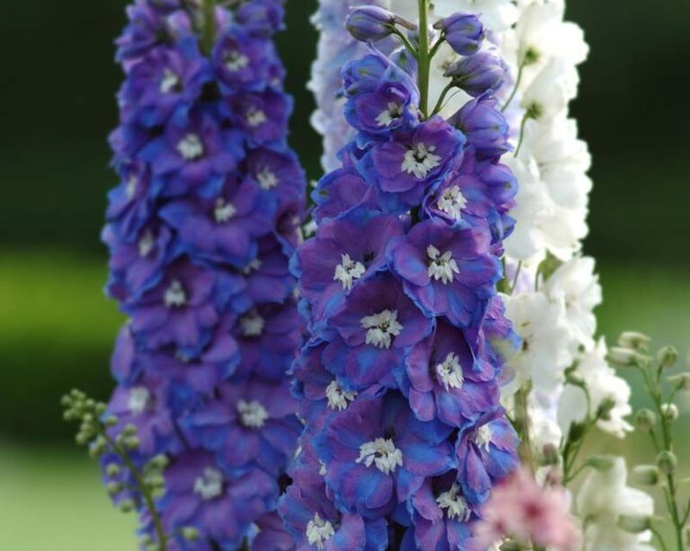 18 Gorgeous Perennial Delphinium Varieties Worth Growing - Complete ...