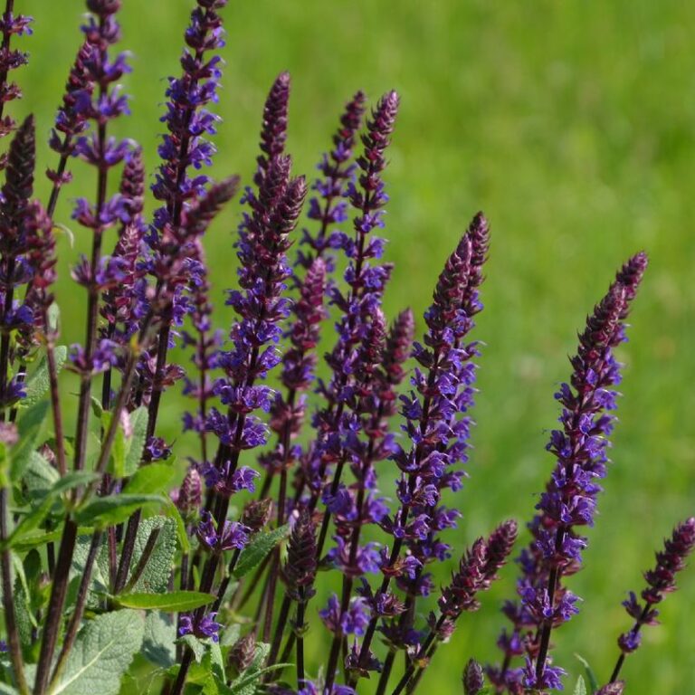 26 Stunning Perennial Flowers Made for Pots Plus 10 That Need Almost No ...