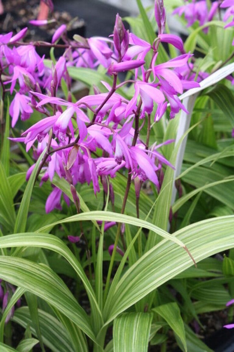 27 Rare Wild Orchids That Will Instantly Elevate Your Garden's Charm ...