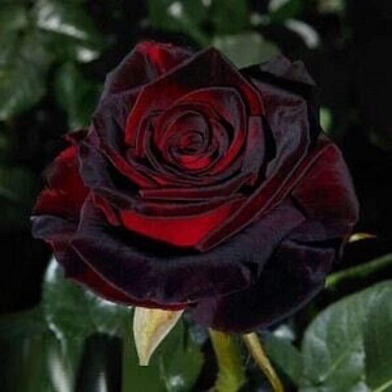 22 Breathtaking Roses Hidden From the Average Gardener - Complete Gardening