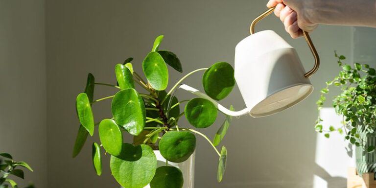 20 Little-Known Plant Care Tips That Make a Huge Difference - Complete ...