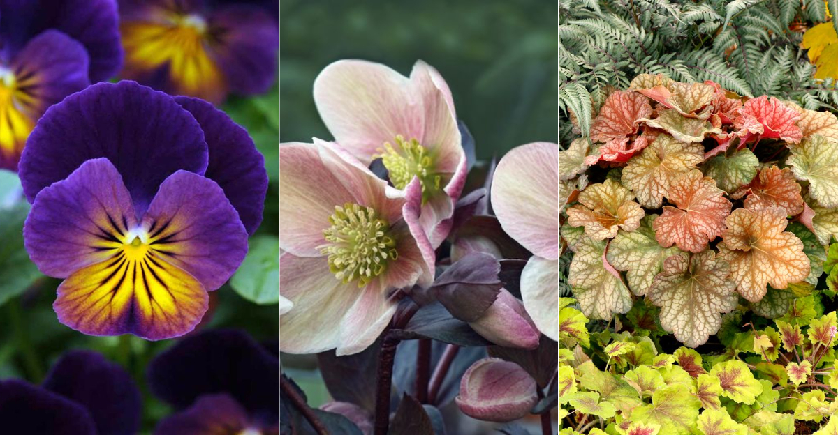 Grow These 18 Shade Flowers Without Breaking a Sweat – They're That ...