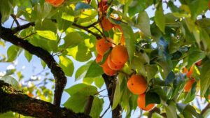 18 Resilient Fruit Trees Perfect for Hot, Dry Climates - Complete Gardening