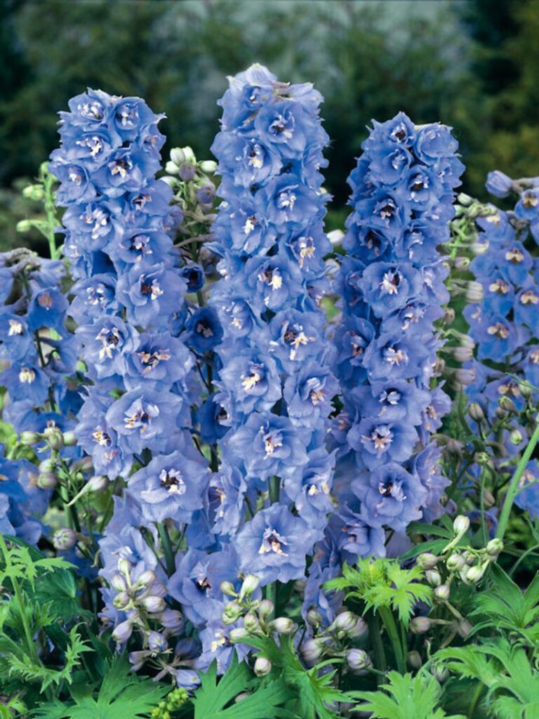 18 Gorgeous Perennial Delphinium Varieties Worth Growing - Complete ...