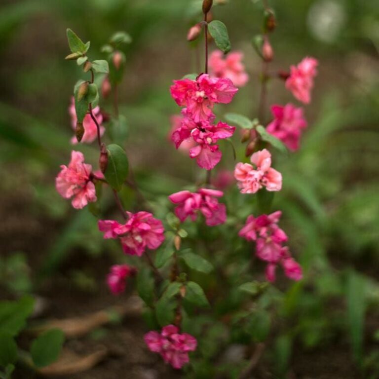 23 Fastest-Growing Annual Flowers That Bloom in Under 30 Days ...