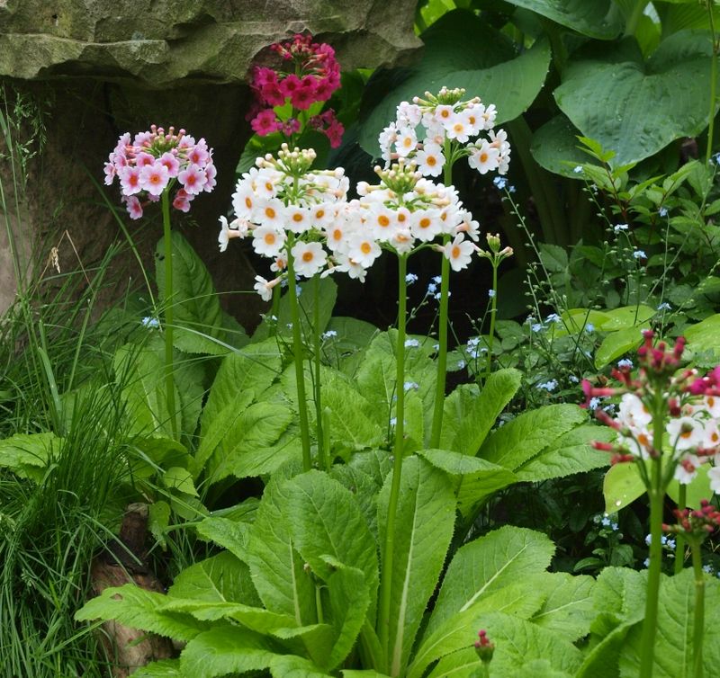 12 Garden Beauties That Weave Perfectly with Your Hostas - Complete ...