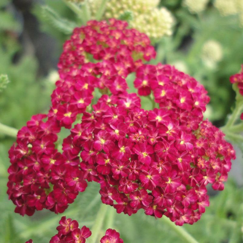 20 Pink Perennials You’ll See Every Year and 5 That Vanish After One ...