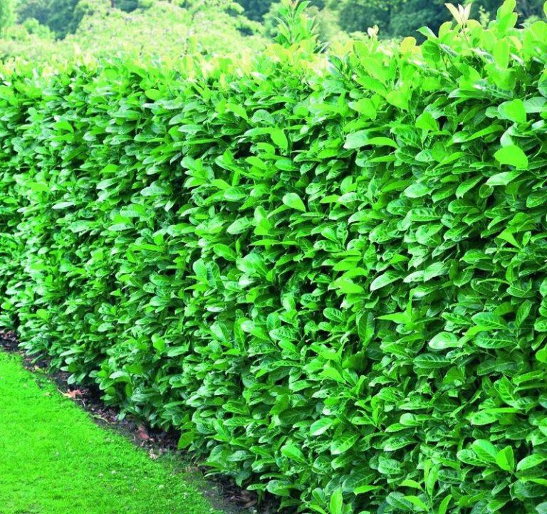 15 Noise-Reducing Plants That Bring Peace to Busy Urban Spaces ...