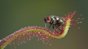 15 Fascinating Plants That React to Sound, Touch, or Movement ...