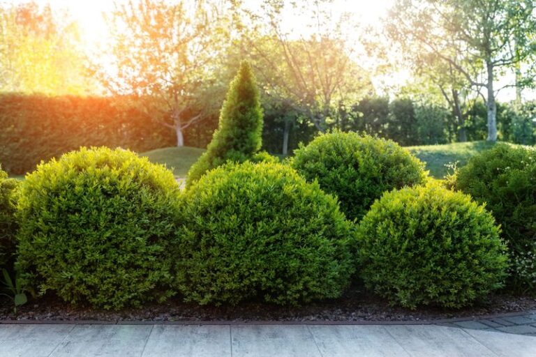 15 Noise-Reducing Plants That Bring Peace to Busy Urban Spaces ...