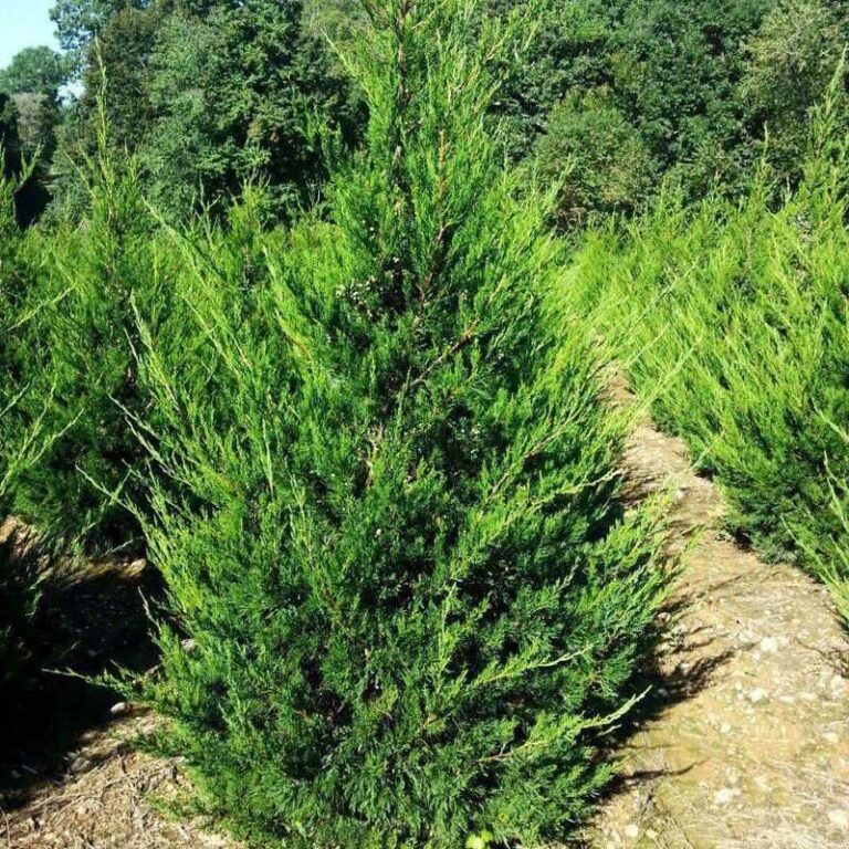 20 Tough Plants That Withstand the Wildest Winds - Complete Gardening