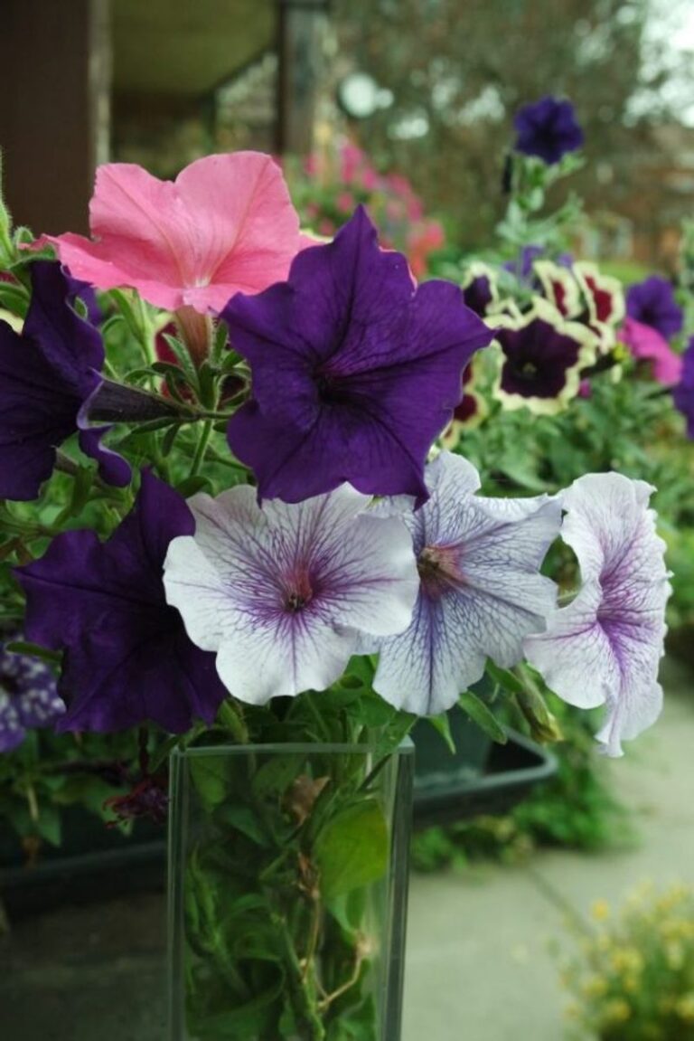 17 Plants Our Parents Grew: A Look Back at 70s and 80s Garden Favorites ...